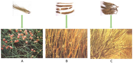 Ephedrae Herba: A Review of Its Phytochemistry, Pharmacology, Clinical ...