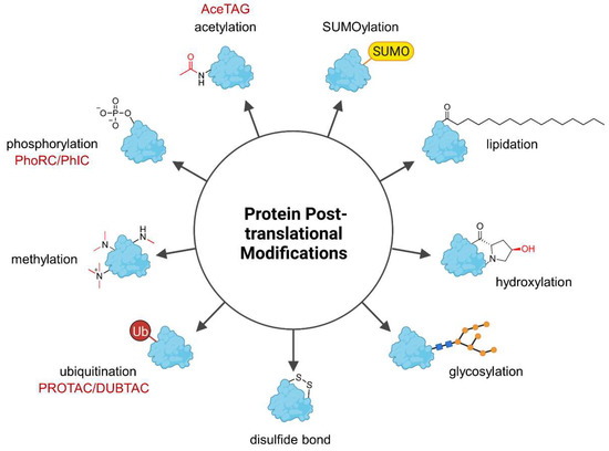 Emerging TACnology: Heterobifunctional Small Molecule Inducers of ...