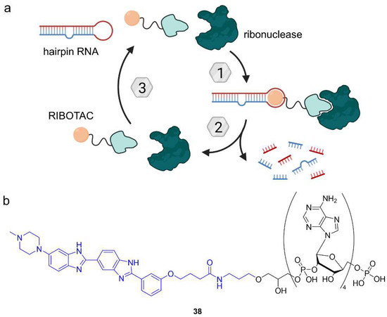 Emerging TACnology: Heterobifunctional Small Molecule Inducers of Targeted Posttranslational ...