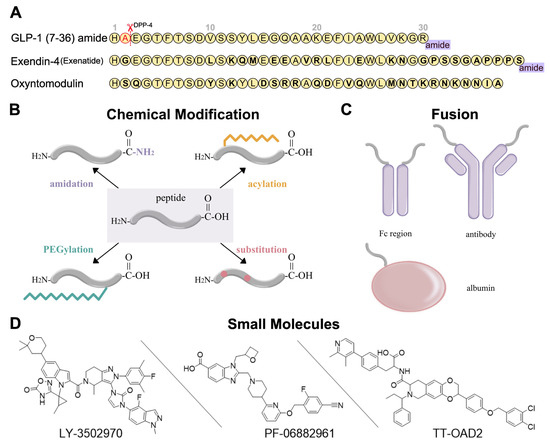GLP-1R Signaling and Functional Molecules in Incretin Therapy
