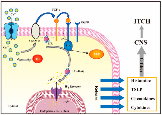 TRPV3: Structure, Diseases and Modulators