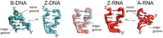 Structure and Formation of Z-DNA and Z-RNA