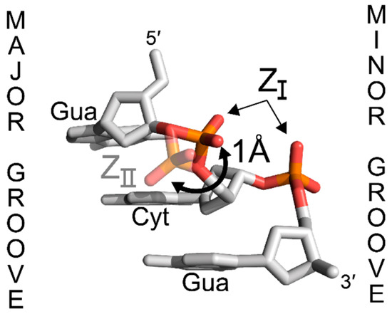 Structure and Formation of Z-DNA and Z-RNA
