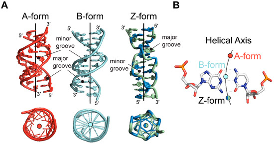 Structure and Formation of Z-DNA and Z-RNA