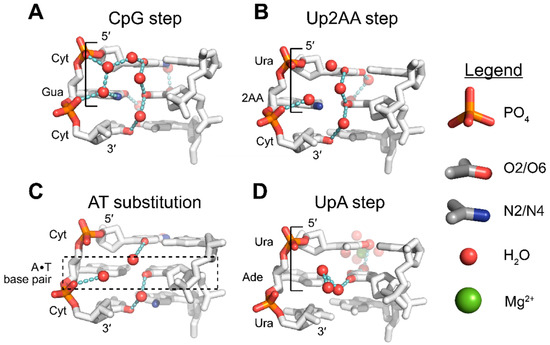 Structure and Formation of Z-DNA and Z-RNA