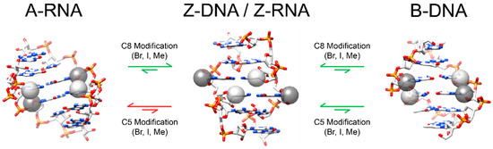 Structure and Formation of Z-DNA and Z-RNA