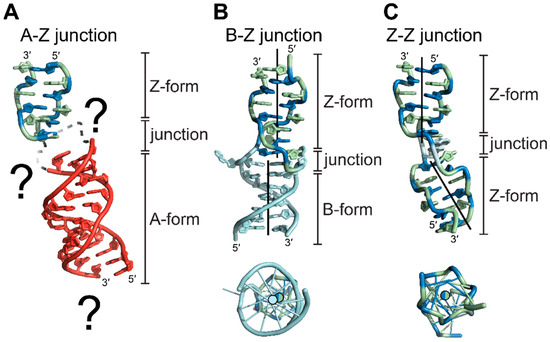 Structure and Formation of Z-DNA and Z-RNA
