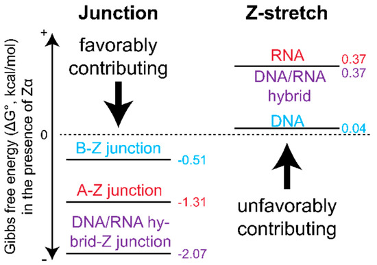 Structure and Formation of Z-DNA and Z-RNA