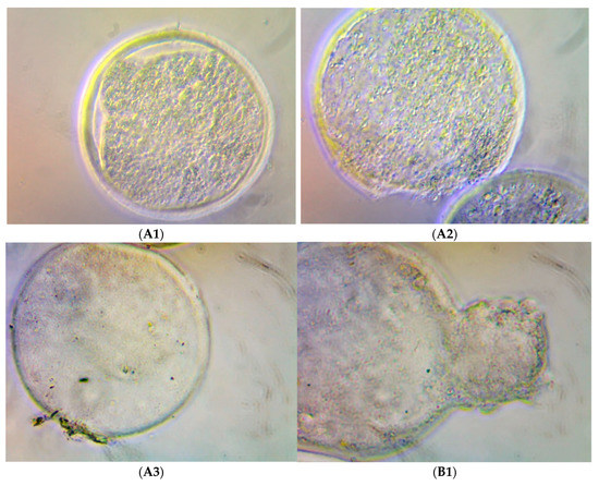 Molecules | Free Full-Text | Galectin-1 Used in Assisted Reproduction ...