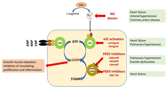 Soluble Guanylyl Cyclase Activators—Promising Therapeutic Option in the ...