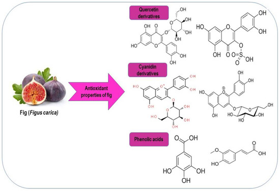 Industrial Application and Health Prospective of Fig (Ficus carica) By ...