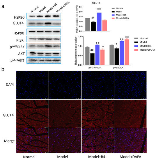 Anemoside B4 Exerts Hypoglycemic Effect by Regulating the Expression of ...
