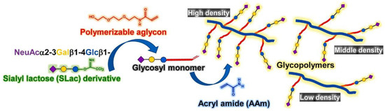 Glycopolymers for Antibacterial and Antiviral Applications