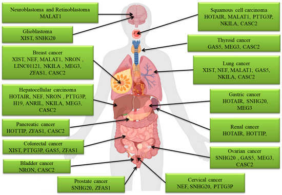 Long Non-Coding RNAs as Novel Targets for Phytochemicals to Cease ...