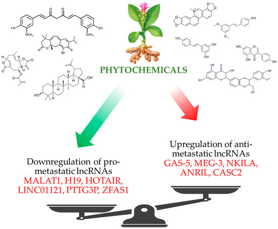 Long Non-Coding RNAs as Novel Targets for Phytochemicals to Cease ...