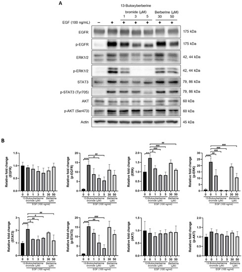 13-Butoxyberberine Bromide Inhibits Migration and Invasion in Skin ...