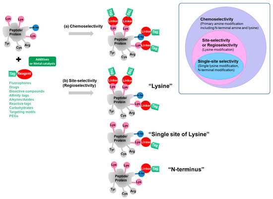 Development and Recent Advances in Lysine and N-Terminal Bioconjugation for Peptides and Proteins