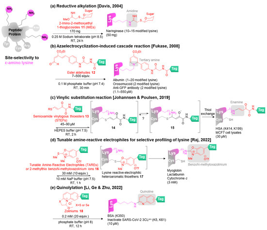 Development and Recent Advances in Lysine and N-Terminal Bioconjugation for Peptides and Proteins
