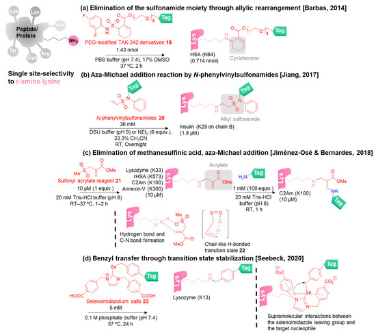 Development and Recent Advances in Lysine and N-Terminal Bioconjugation for Peptides and Proteins