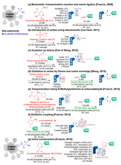 Development and Recent Advances in Lysine and N-Terminal Bioconjugation for Peptides and Proteins