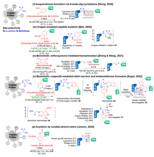 Development and Recent Advances in Lysine and N-Terminal Bioconjugation for Peptides and Proteins
