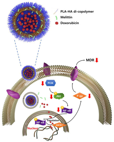 Development of Polymersomes Co-Delivering Doxorubicin and Melittin to ...