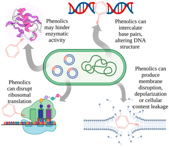 Future Antimicrobials: Natural and Functionalized Phenolics