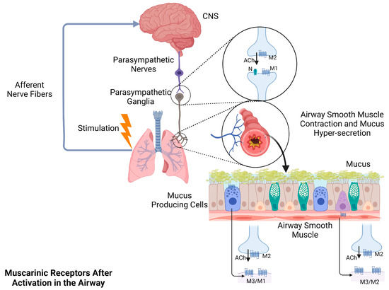 The Role of the Acetylcholine System in Common Respiratory Diseases and ...