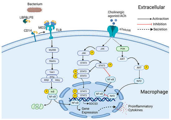 The Role of the Acetylcholine System in Common Respiratory Diseases and ...