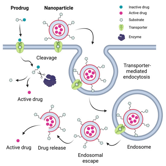 Transporter-Mediated Drug Delivery