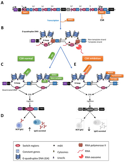 Roles of G4-DNA and G4-RNA in Class Switch Recombination and Additional ...