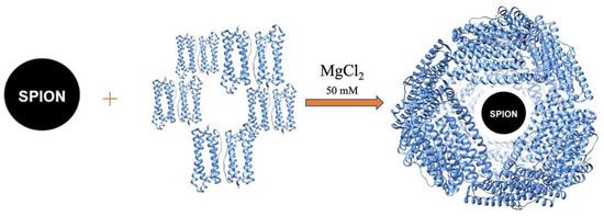Ferritin-Coated SPIONs as New Cancer Cell Targeted Magnetic Nanocarrier