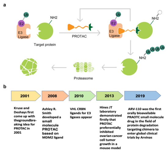 Molecules | Free Full-Text | PROTACs in Epigenetic Cancer Therapy: Current Status and Future ...