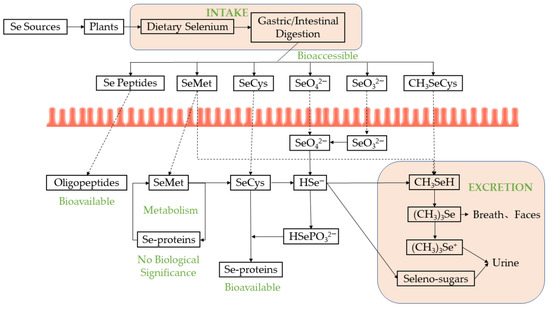 A Review of Plant Selenium-Enriched Proteins/Peptides: Extraction ...