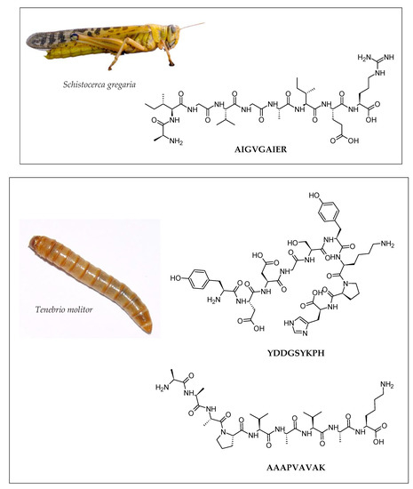 Bioactive Peptide Discovery from Edible Insects for Potential ...