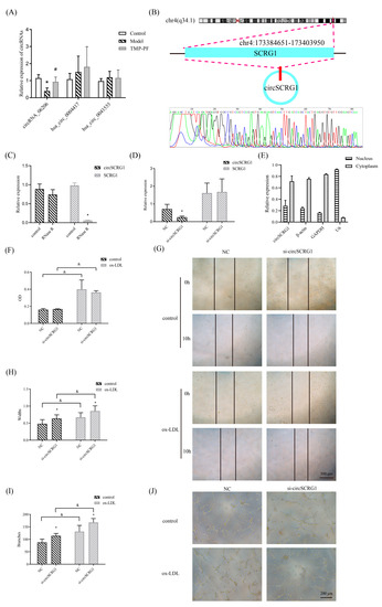 Molecules | Free Full-Text | Identification of a Novel Angiogenesis Signalling circSCRG1/miR ...