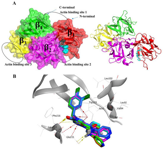 In Silico Targeting of Fascin Protein for Cancer Therapy: Benchmarking ...