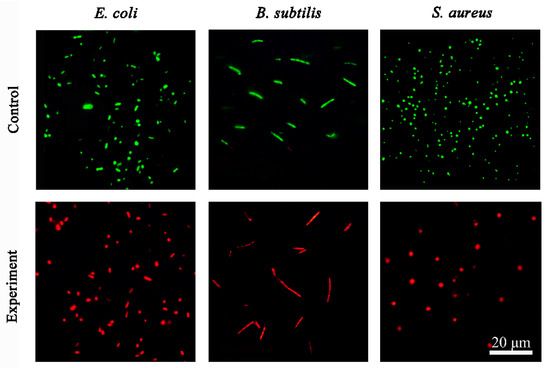 Construction and Activity Study of a Natural Antibacterial Patch Based ...