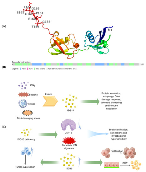 Molecules | Free Full-Text | The Functional Roles of ISG15/ISGylation ...