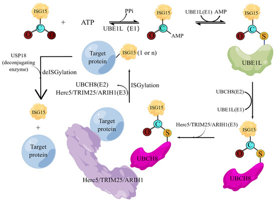 Molecules | Free Full-Text | The Functional Roles of ISG15/ISGylation in Cancer