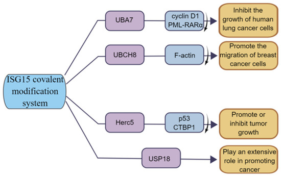 Molecules | Free Full-Text | The Functional Roles of ISG15/ISGylation in Cancer
