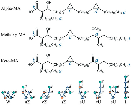 Conformational Dynamics and Stability of Bilayers Formed by Mycolic ...