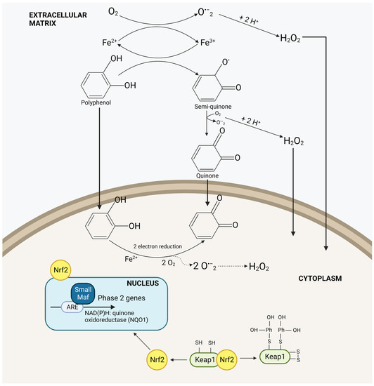 Targeting Nrf2 and NF-κB Signaling Pathways in Cancer Prevention: The ...