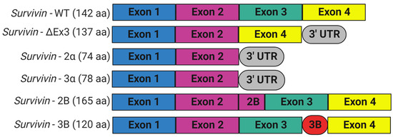 Survivin Small Molecules Inhibitors: Recent Advances and Challenges