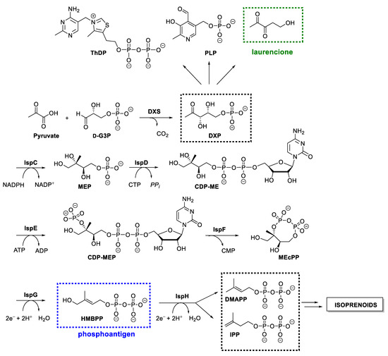 The Multifaceted MEP Pathway: Towards New Therapeutic Perspectives