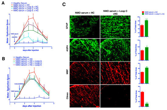ACT001 Relieves NMOSD Symptoms by Reducing Astrocyte Damage with an ...