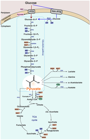 Metabolic Engineering of Microorganisms to Produce Pyruvate and Derived ...