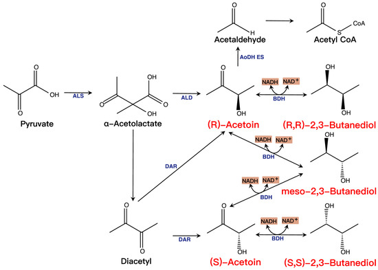 Metabolic Engineering of Microorganisms to Produce Pyruvate and Derived ...