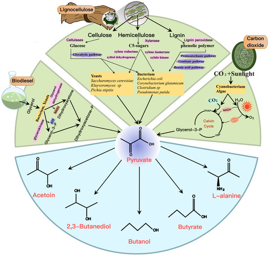 Molecules | Free Full-Text | Metabolic Engineering of Microorganisms to ...