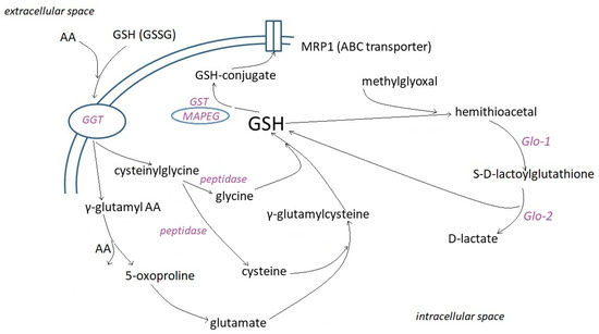 Glutathione-Related Enzymes and Proteins: A Review